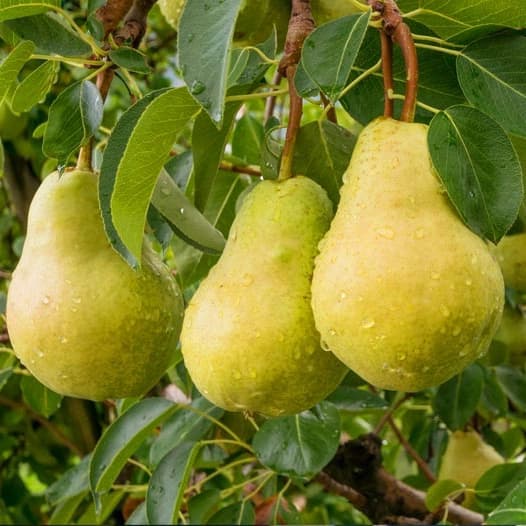 Homegrown Food Production | The Homestead Wife